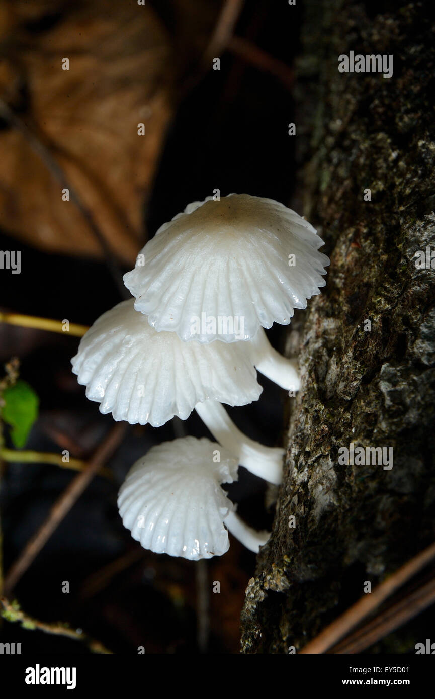 Fugus hi-res stock photography and images - Alamy