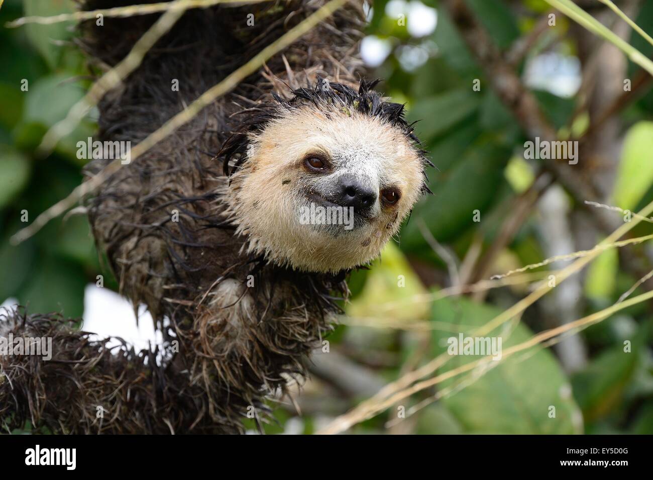 Pale throated three toed sloth on a branch - French Guiana Stock Photo ...