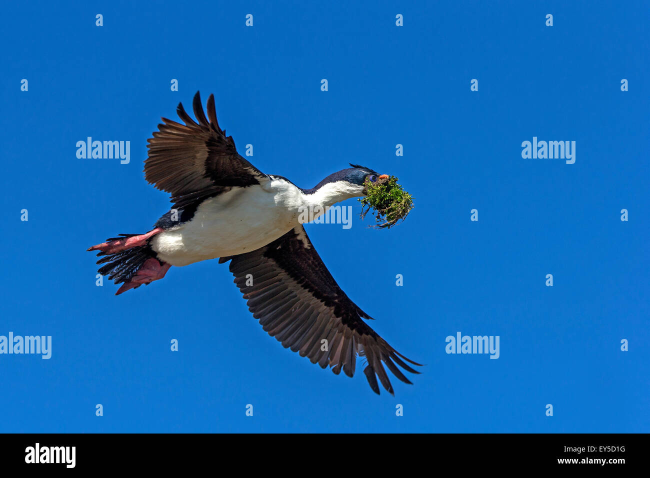 King Shag in flight - Falklands Saunders Island Stock Photo - Alamy