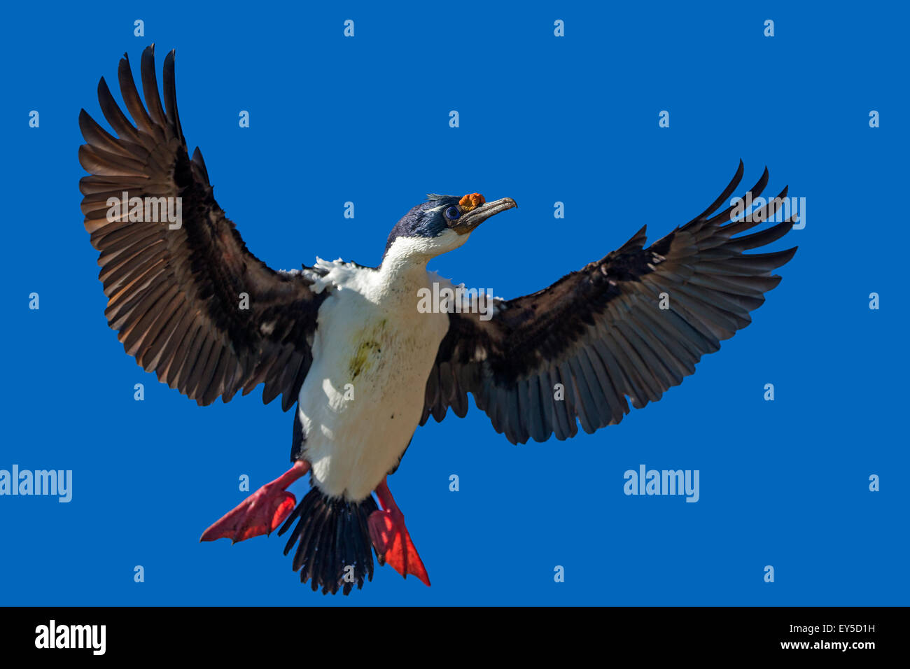 King Shag in flight - Falklands Saunders Island Stock Photo - Alamy