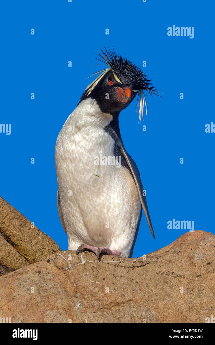 Southern Rockhopper penguin - Falklands Saunders Island Stock Photo - Alamy