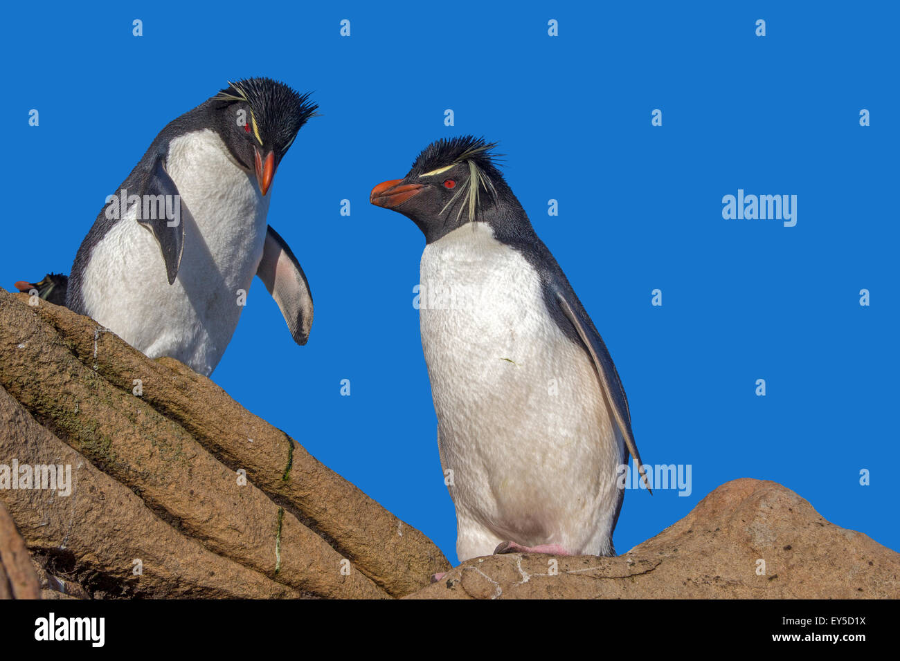 Southern Rockhopper penguins - Falklands Saunders Island Stock Photo ...