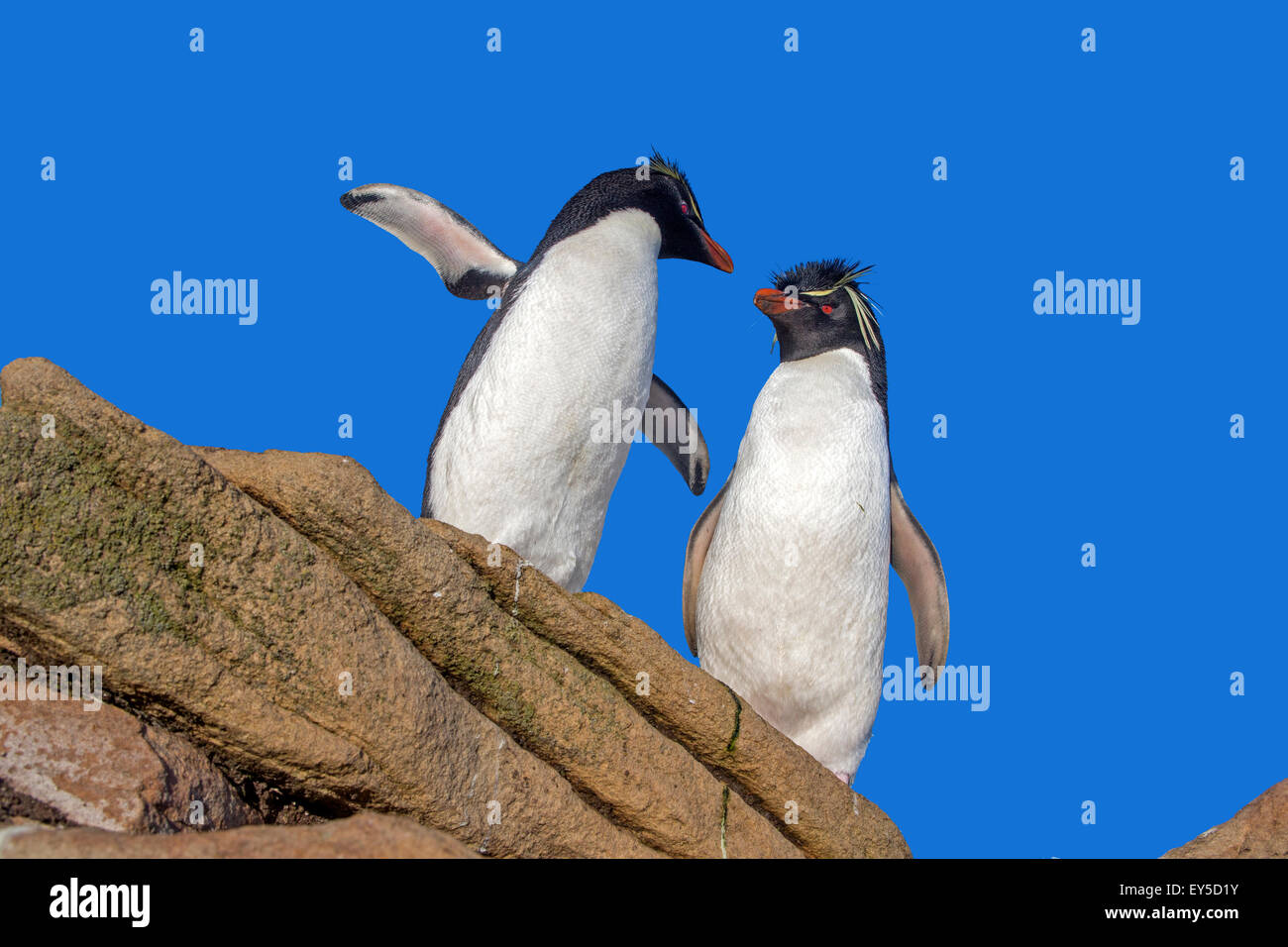 Southern Rockhopper penguins - Falklands Saunders Island Stock Photo ...