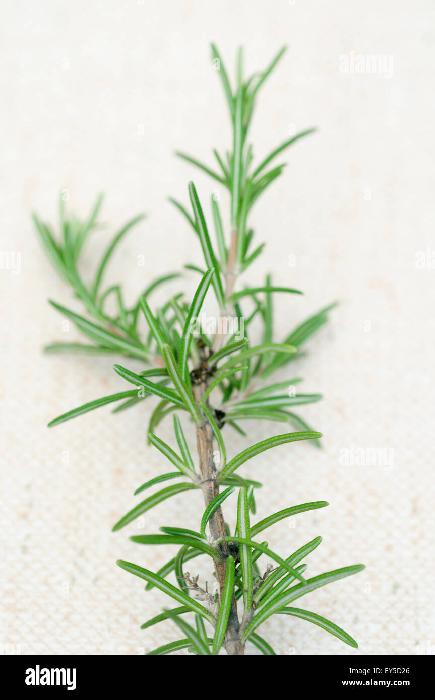 Rosemary spring hi-res stock photography and images - Alamy