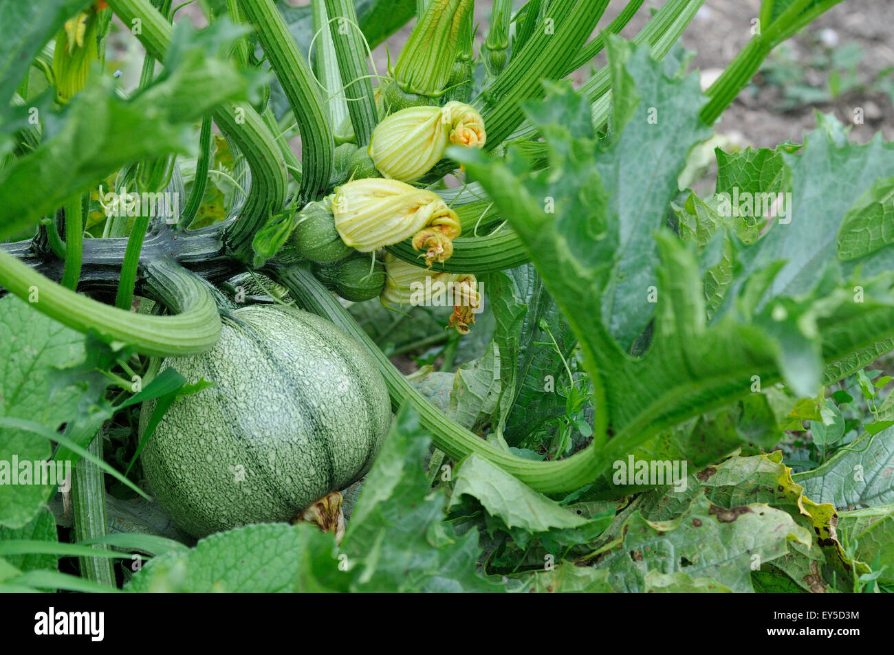 Round zucchini in a kitchen garden - France Stock Photo - Alamy