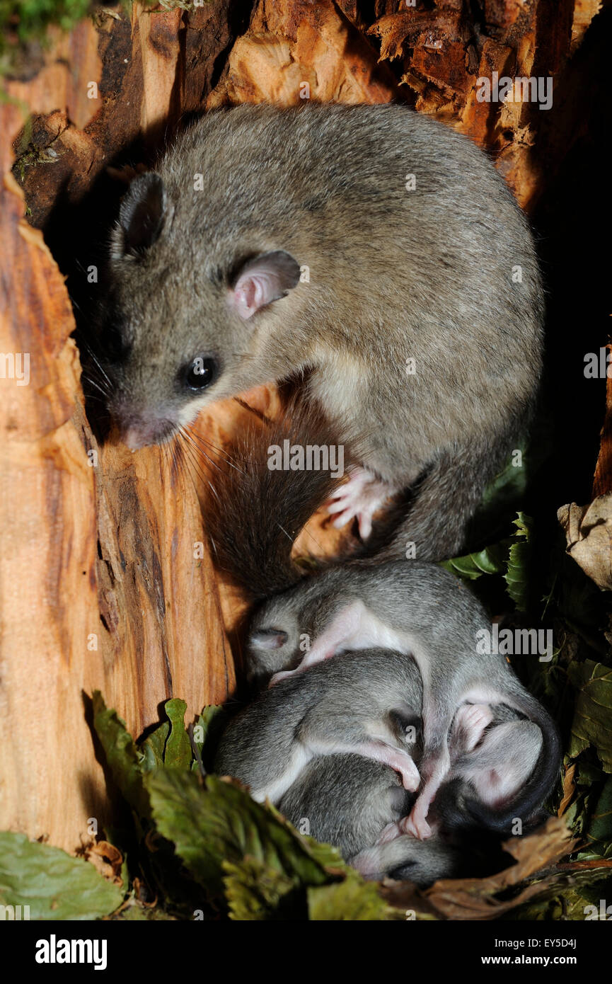 Fat Dormice and young in their nest in a hollow tree-France Stock Photo ...