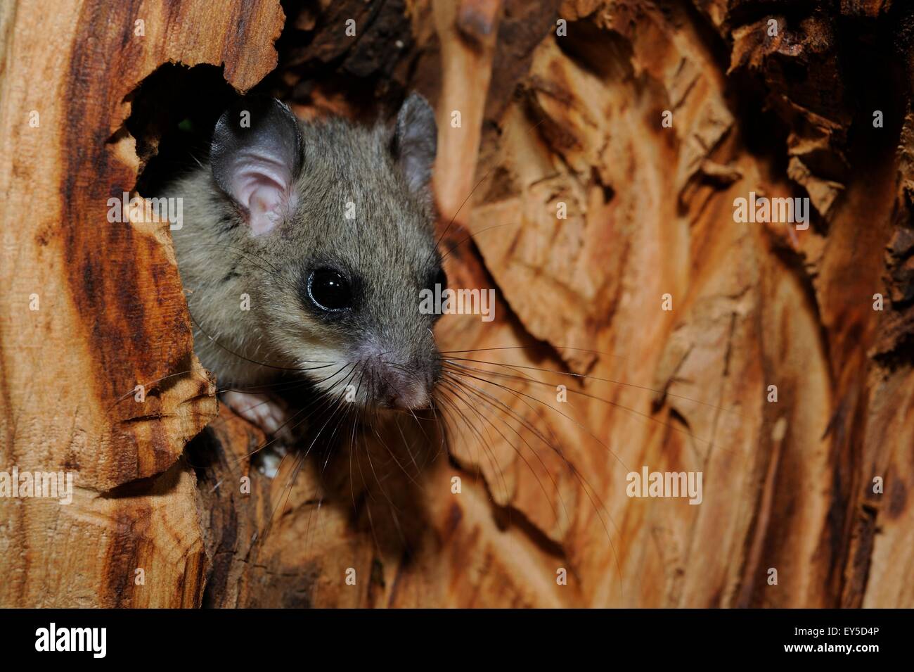 Fat Dormouse in its nest in a hollow tree - France Stock Photo - Alamy