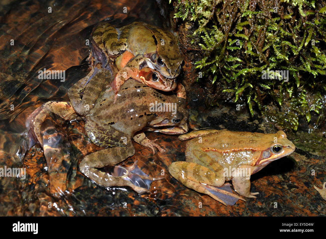 European Frog mating - France Stock Photo - Alamy
