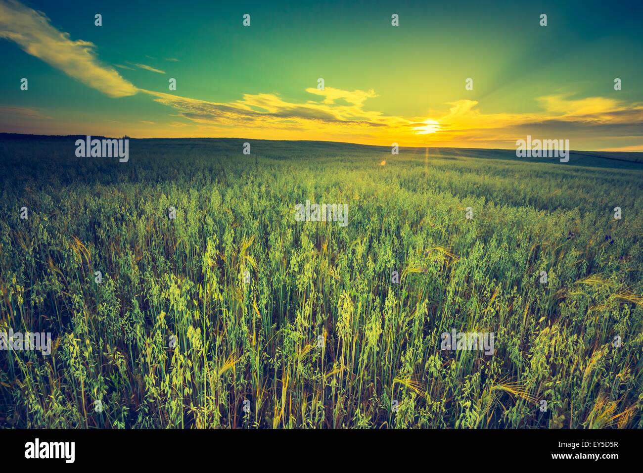 Vintage photo of sunset over corn field at summer. Beautiful grown corn ...