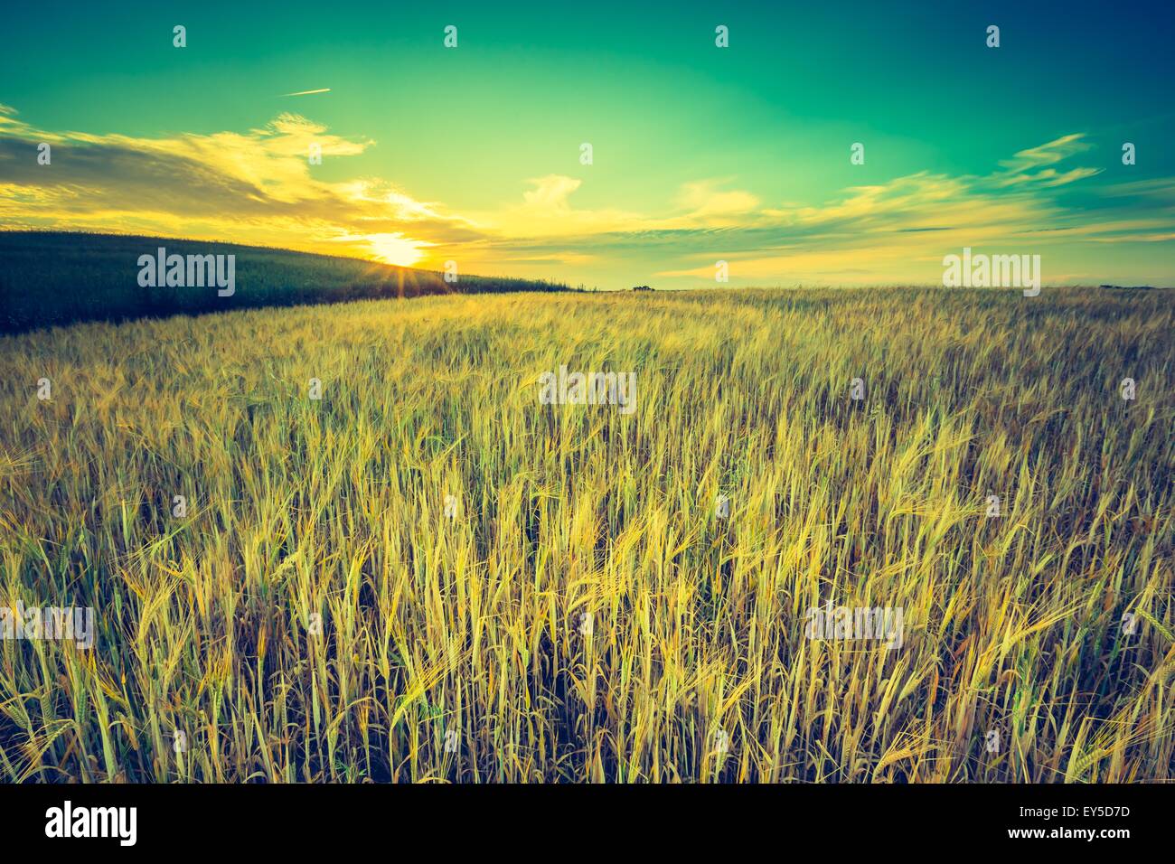 Vintage photo of sunset over corn field at summer. Beautiful grown corn ...