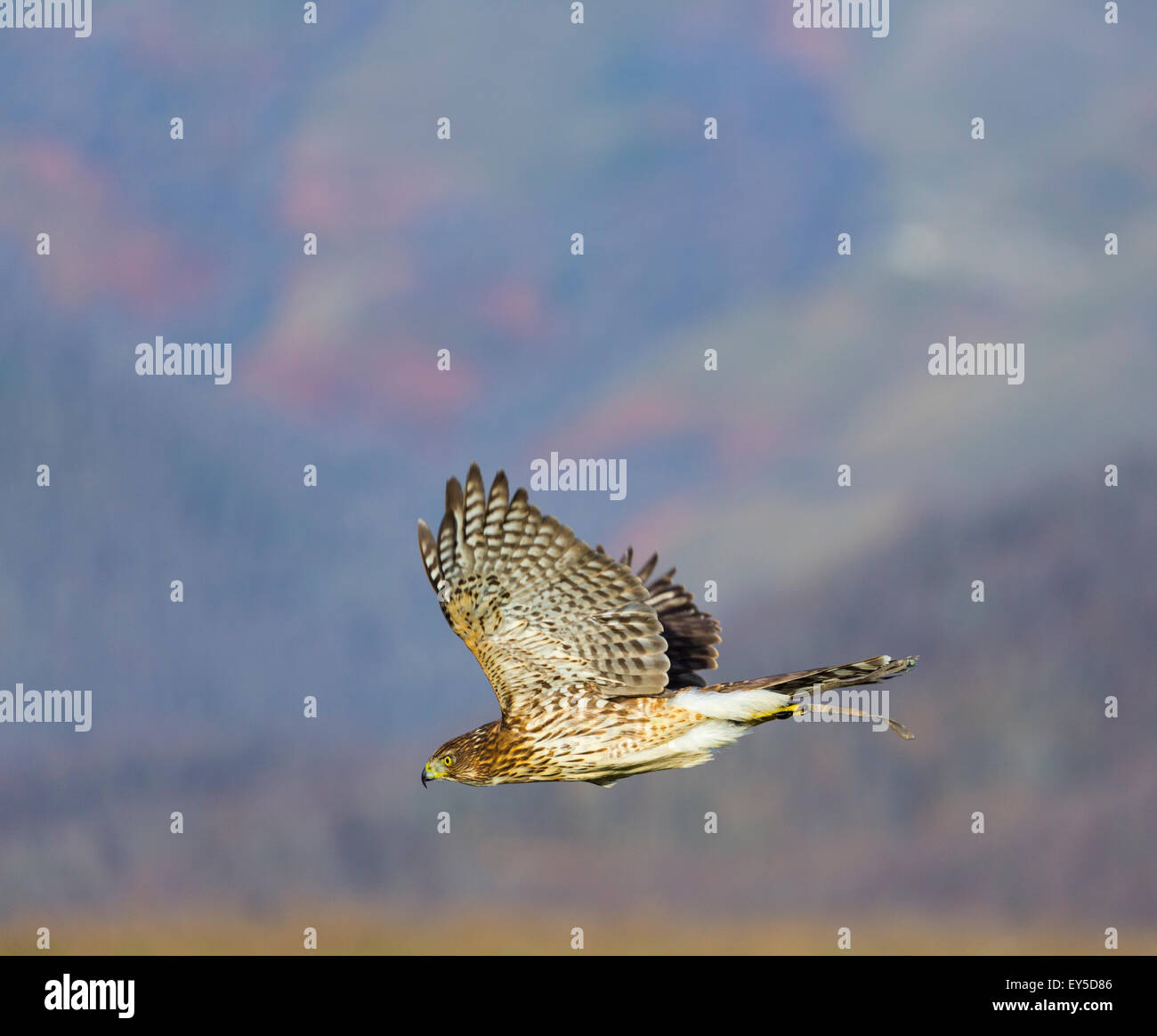 Northern goshawk flight hi-res stock photography and images - Alamy