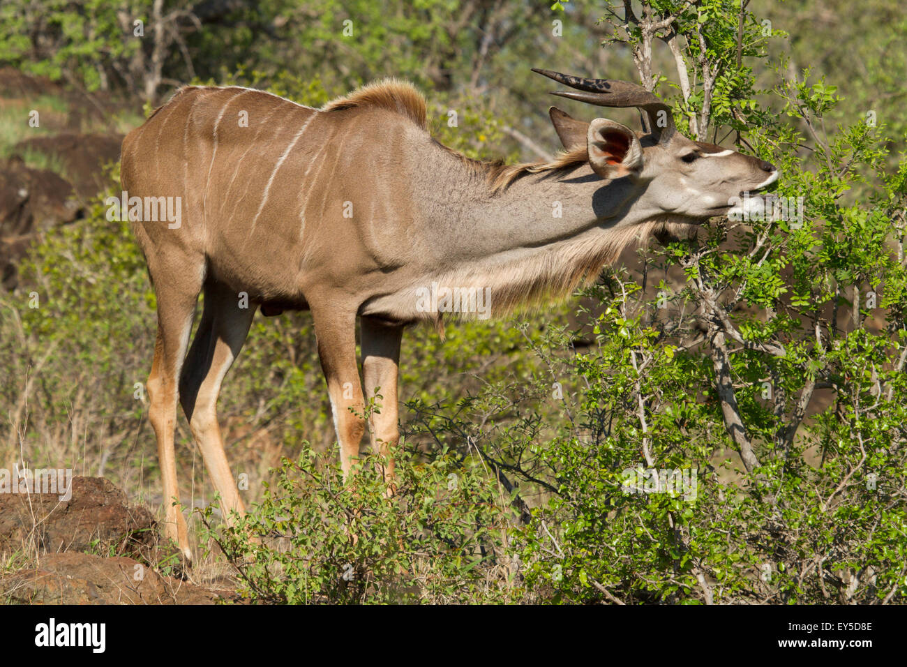 Great Kudu eating foliage - Kruger South Africa Stock Photo - Alamy