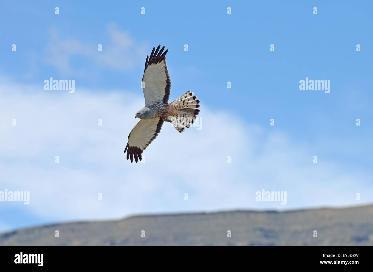 Cinereous Harrier male in flight - El Calafate Argentina with a hare's ...