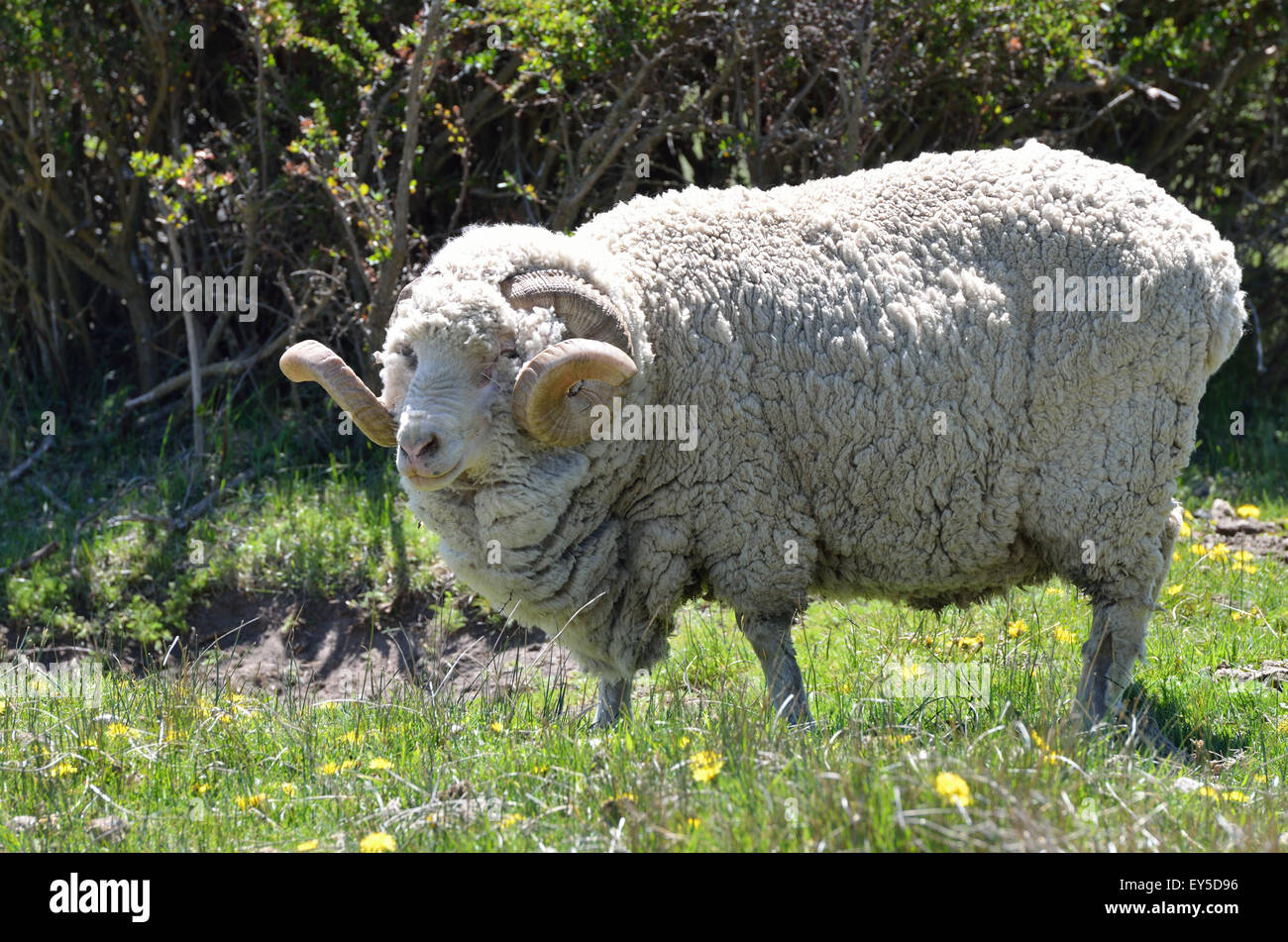 Merino ram in the grass - Argentina Stock Photo - Alamy