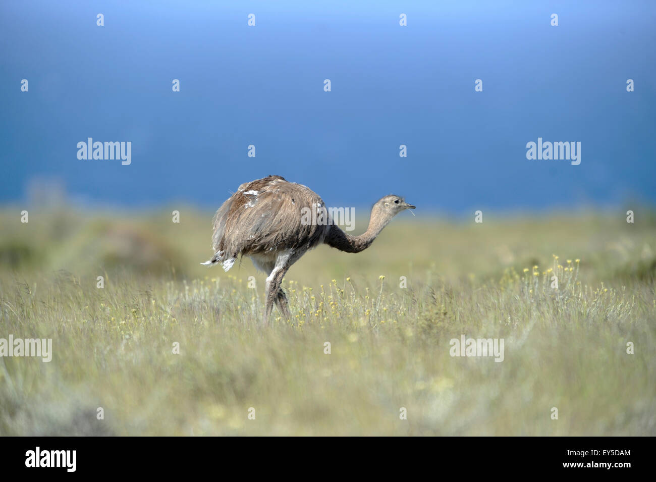 Lesser rhea hi-res stock photography and images - Alamy