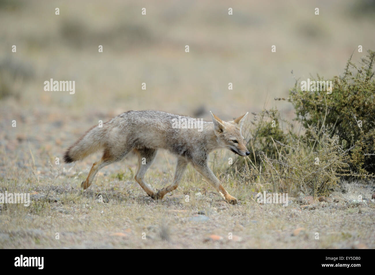 South American Grey Fox walking - Argentina Stock Photo - Alamy