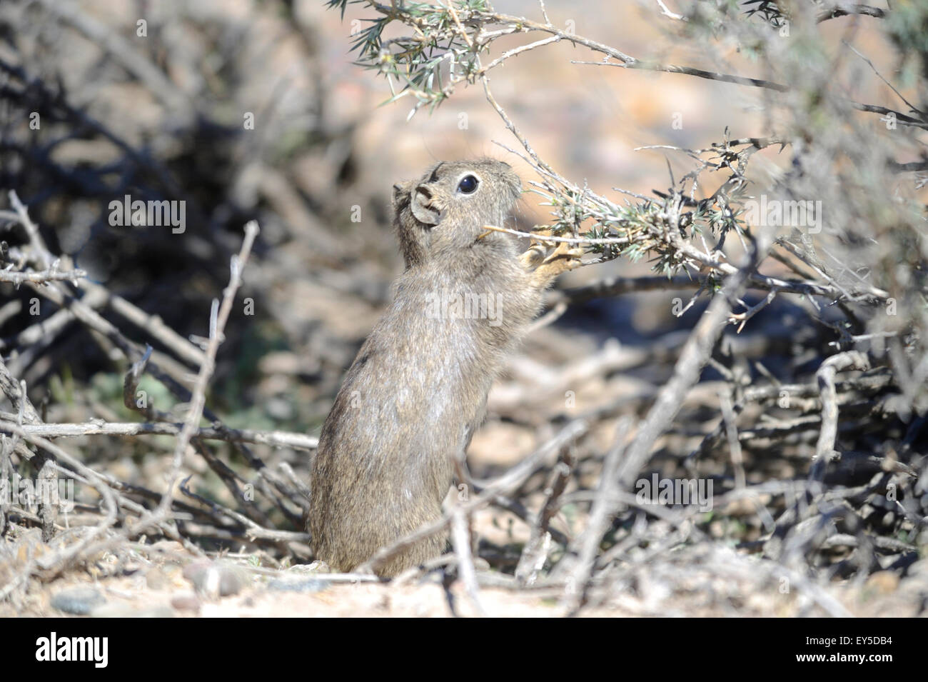 Southern mountain cavy feeding - Argentina Stock Photo - Alamy