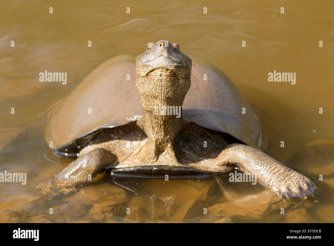 Turtle For Sale South Africa at Samara Smalling blog