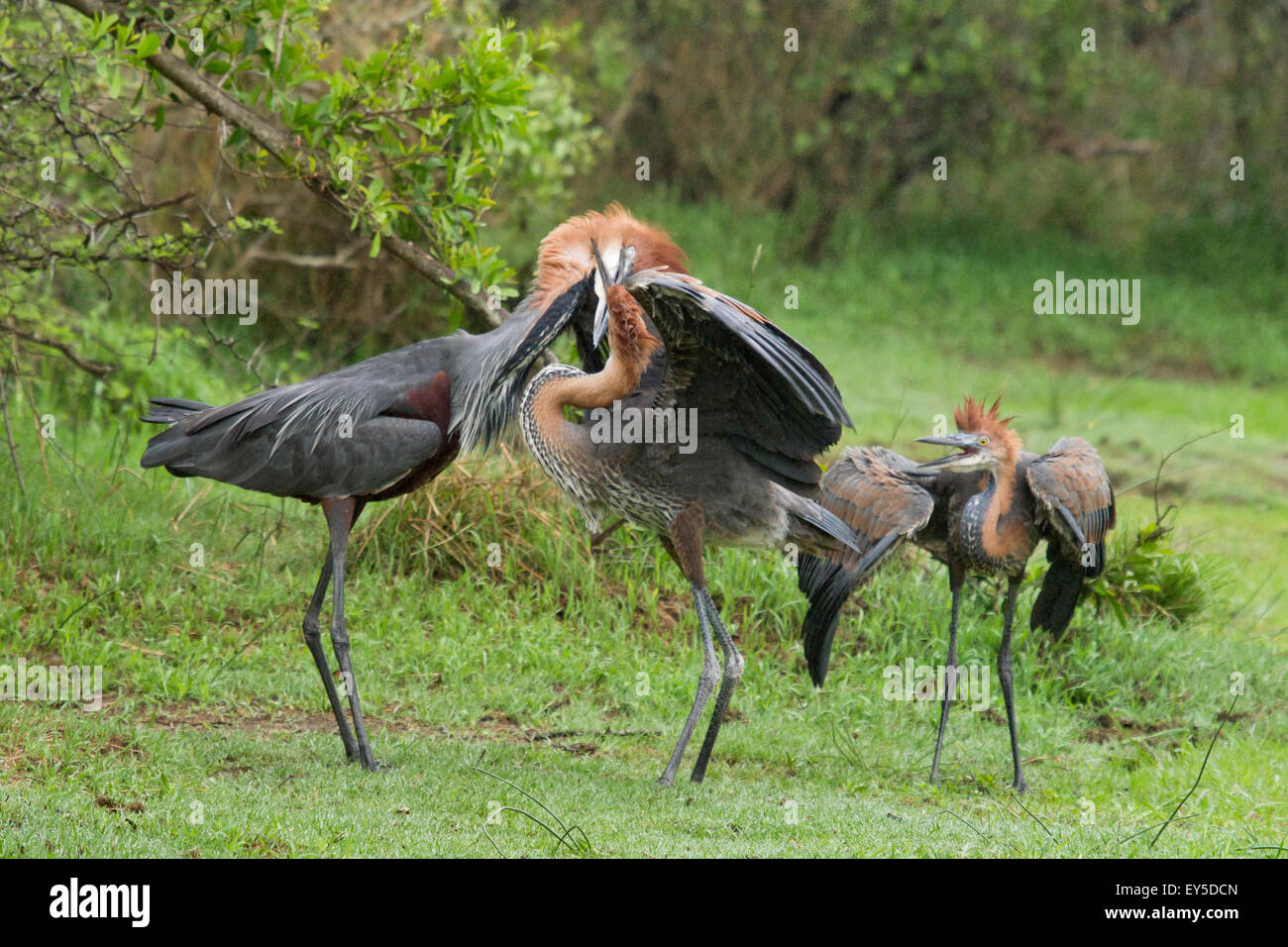 Goliath heron feeding immatures - Kruger South Africa Stock Photo - Alamy