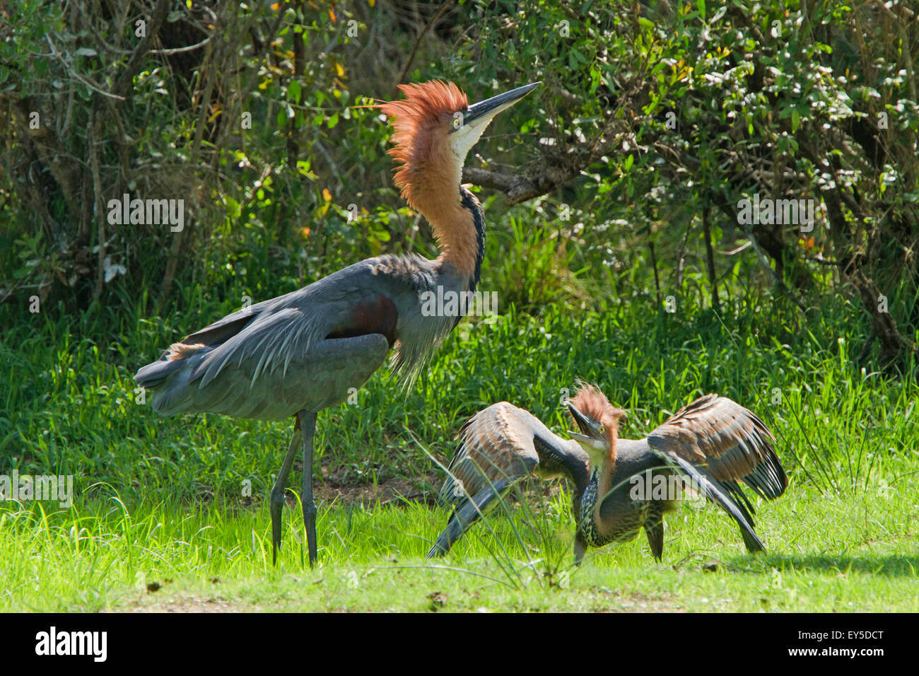 Goliath heron feeding immatures - Kruger South Africa Stock Photo - Alamy