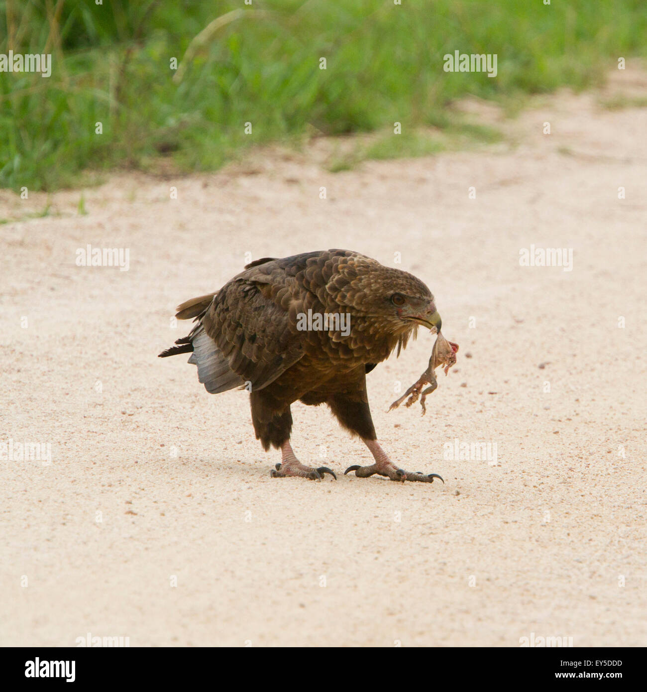 Immature Bateleur eagle catching a Frog- Kruger South Africa Stock ...