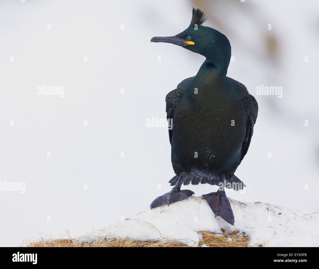 European Shag on cliffs - Norway Stock Photo - Alamy