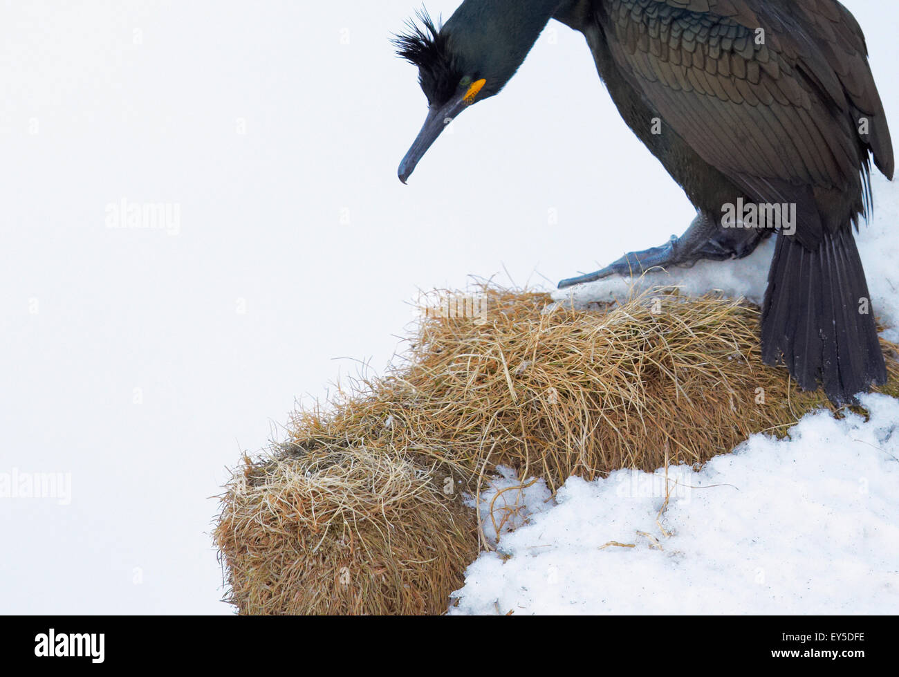 European Shag and dry grass in the snow - Norway Stock Photo - Alamy