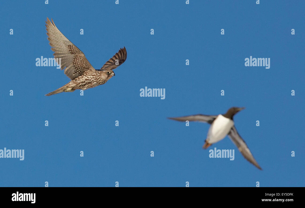 Black gyrfalcon falco rusticolus hi-res stock photography and images ...