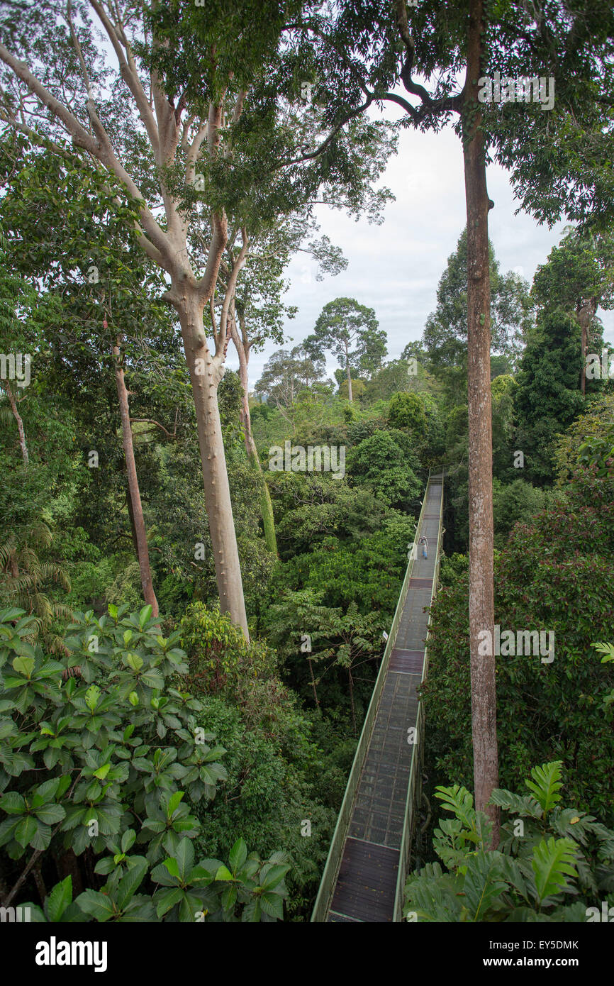 Sepilok primary forest walkway - Sabah Borneo Malaysia Stock Photo - Alamy