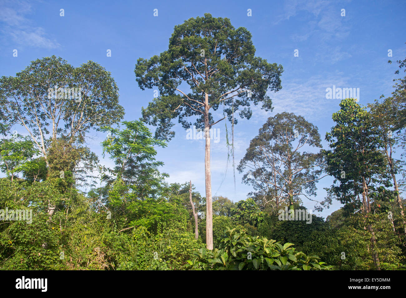 Lauan Tree