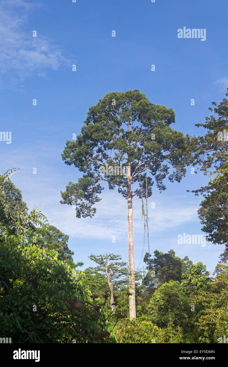 Lauan Tree
