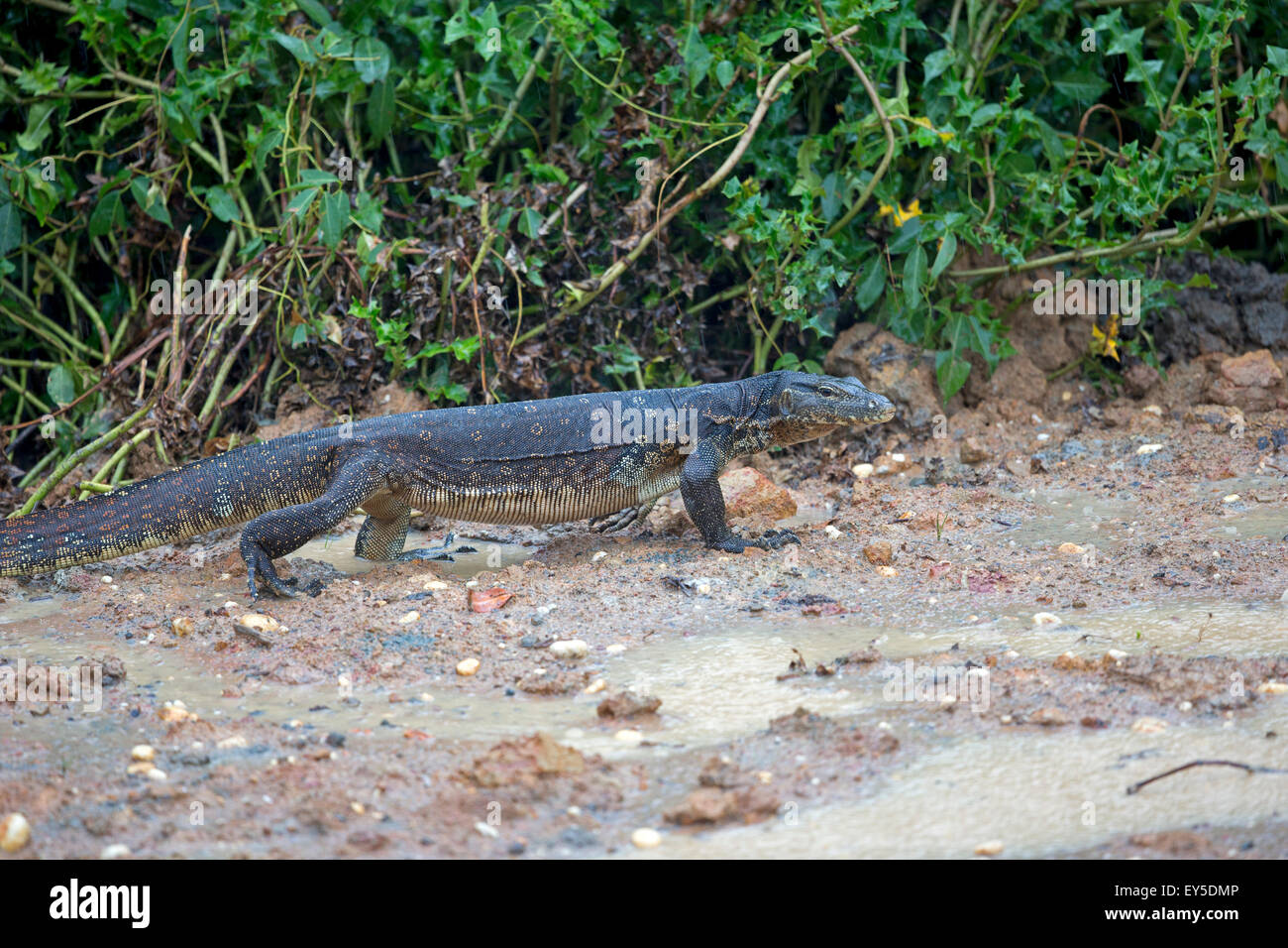 Common Water Monitor walking on the bank - Sabah Malaysia Kinabatangan ...