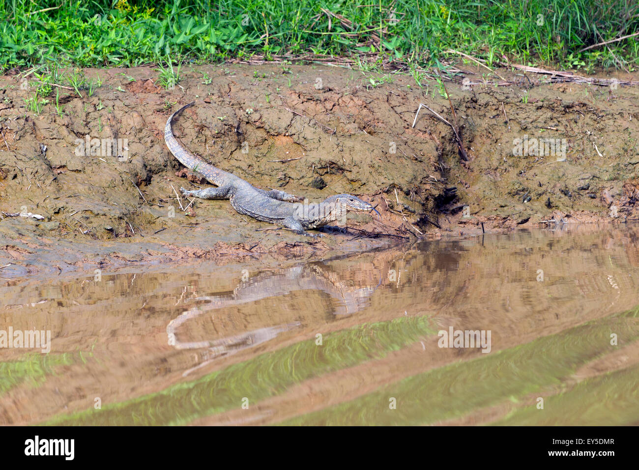 Common Water Monitor walking on the bank - Sabah Malaysia Kinabatangan ...