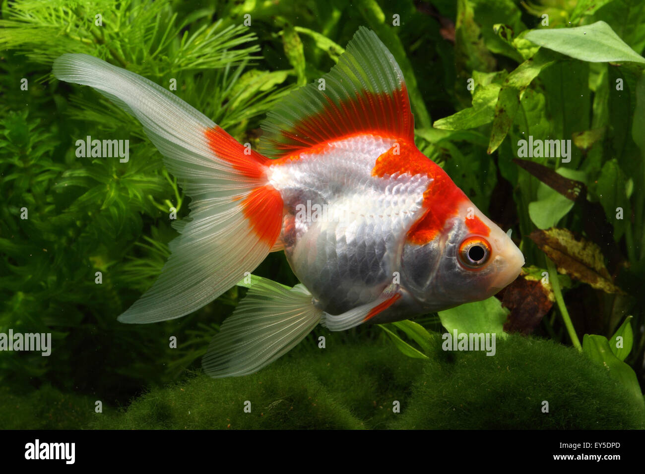 Red And White Ryukin Goldfish