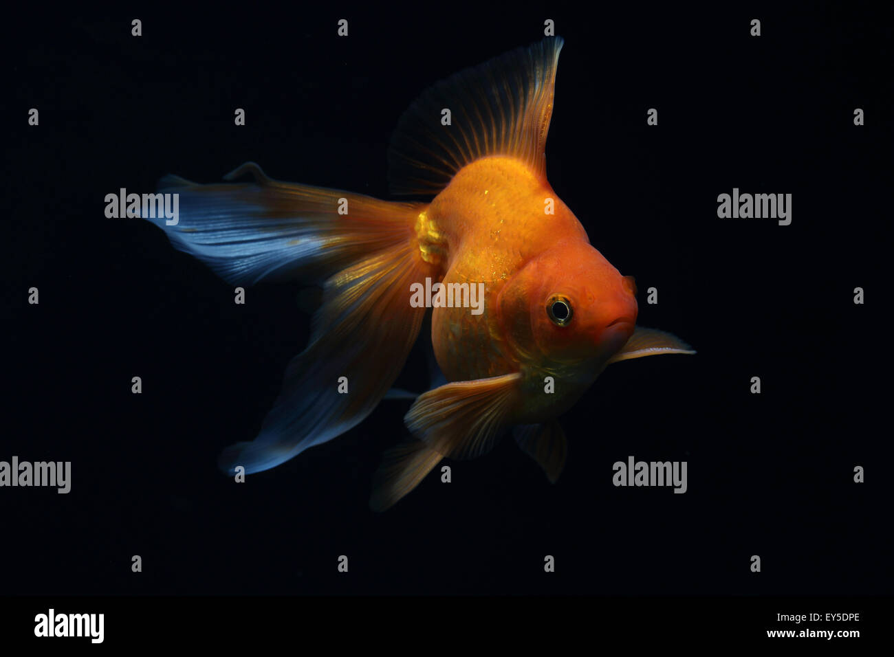 Goldfish 'red Ryukin' on black background Stock Photo - Alamy