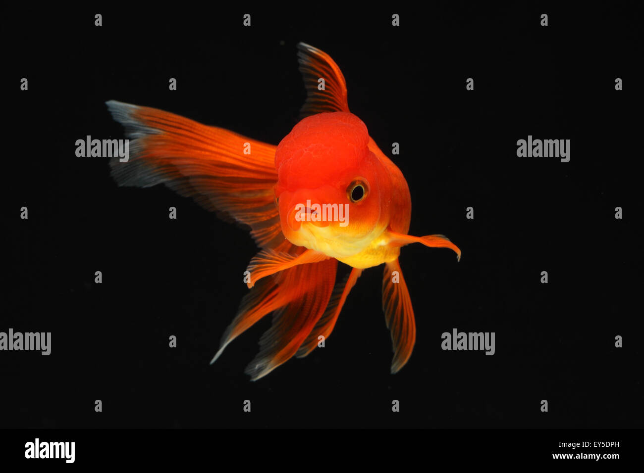 Goldfish 'red Oranda 'on black background Stock Photo - Alamy
