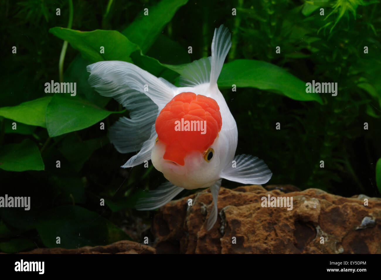 Goldfish 'Red Cap Oranda' in aquarium Stock Photo - Alamy