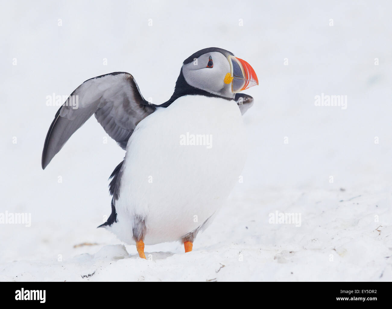 Puffin walking stretching on the snow - Norway Stock Photo - Alamy