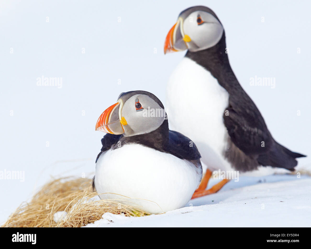 Couple of Puffin in the snow - Norway Stock Photo - Alamy