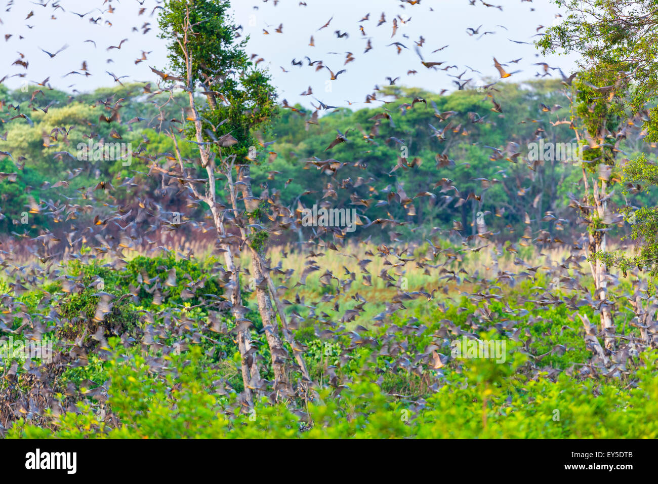 Straw-coloured fruit bat migration - Kasanka NP Zambia Stock Photo - Alamy
