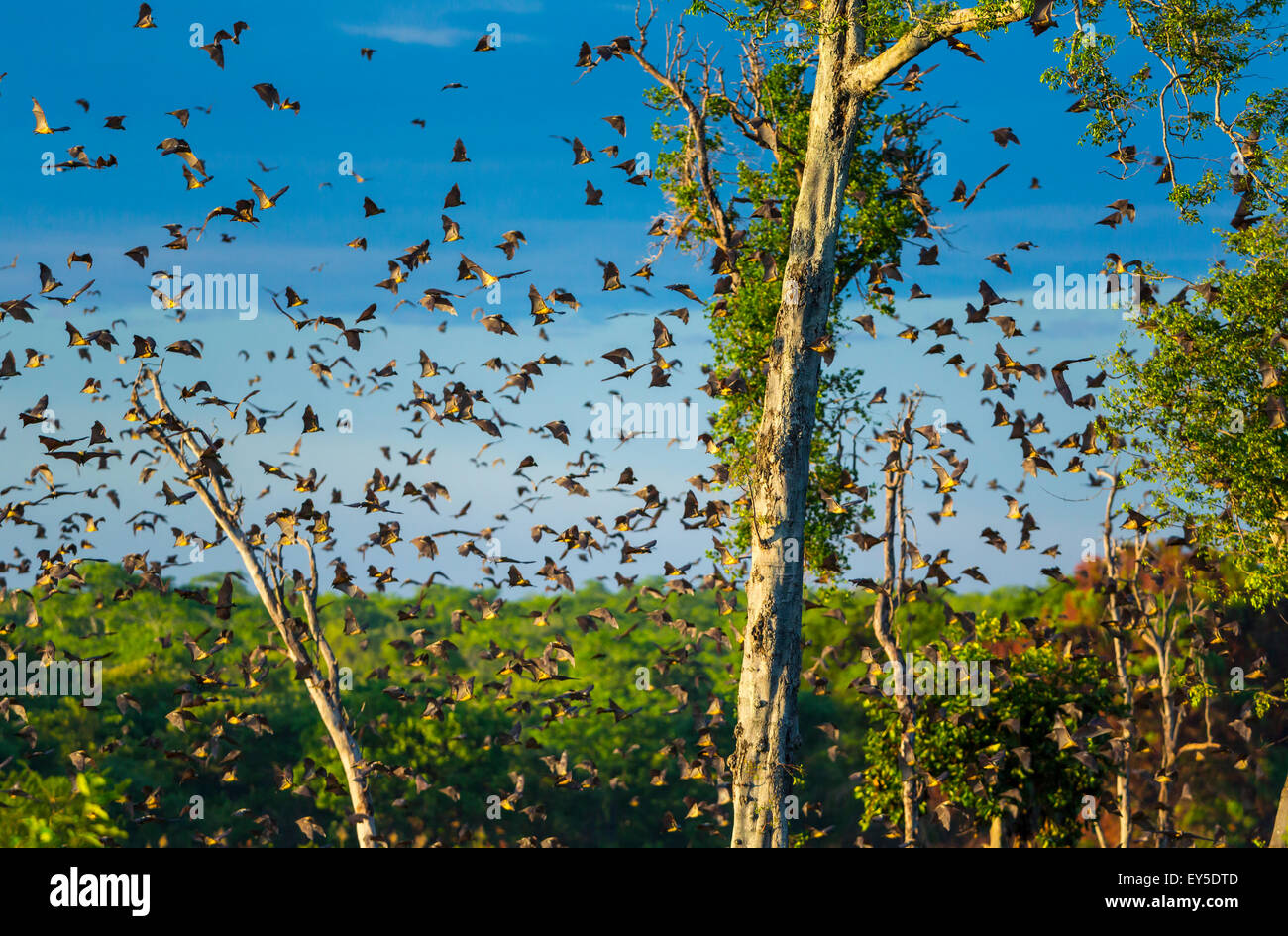 Fruit Bat Migration Zambia at Terri Barnett blog