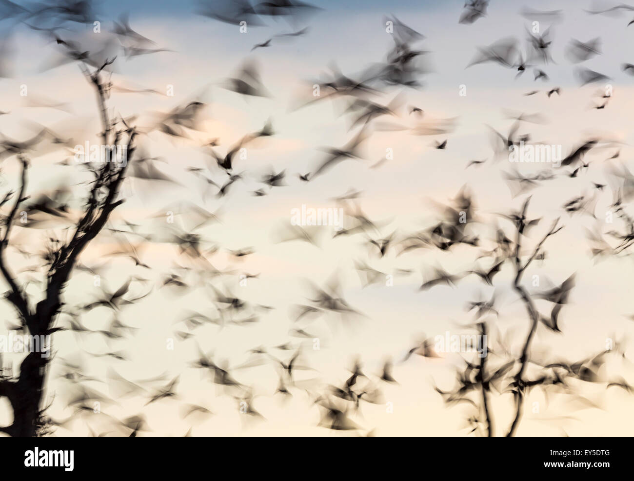 Fruit Bat Migration Zambia at Terri Barnett blog