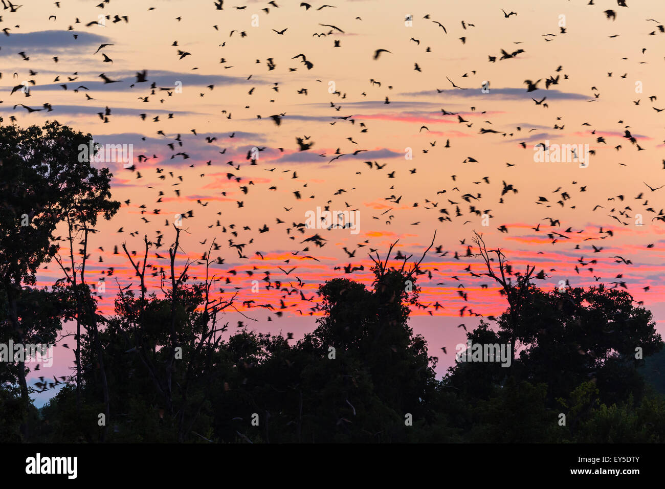 Straw-coloured fruit bat migration - Kasanka NP Zambia Stock Photo - Alamy