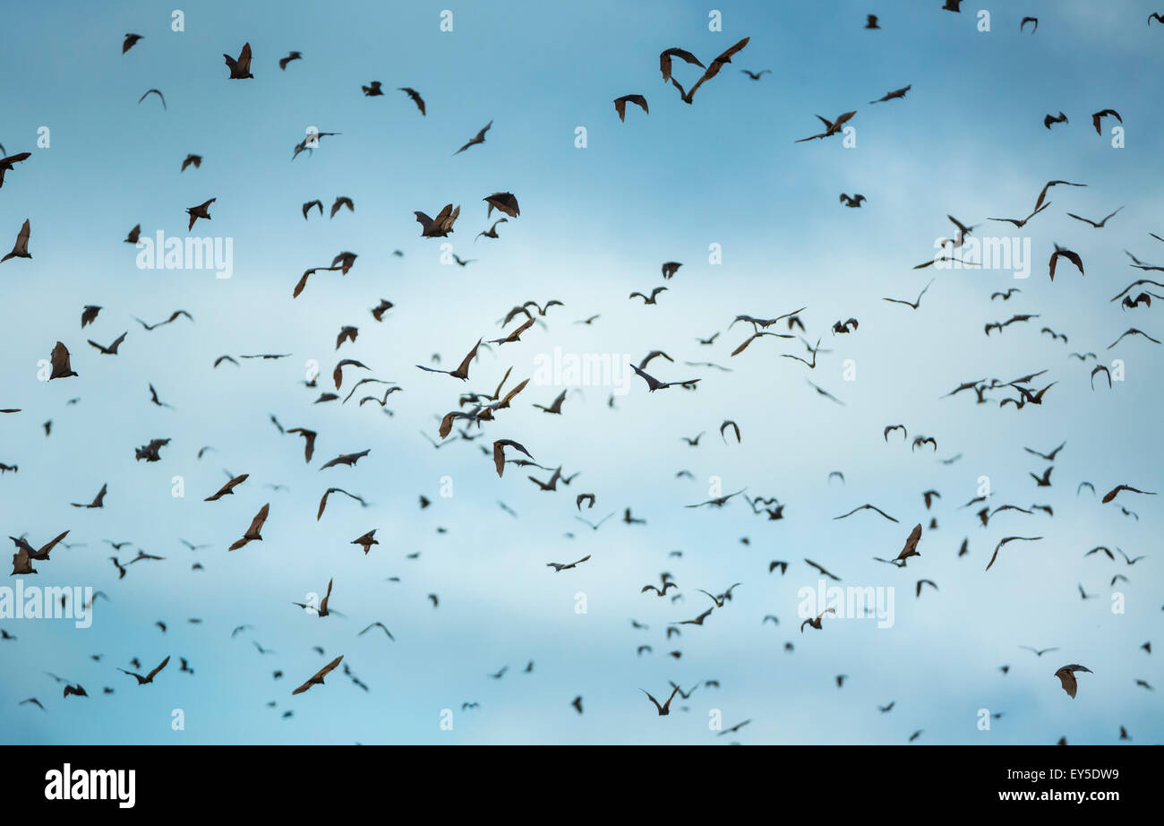 Straw-coloured fruit bat migration - Kasanka NP Zambia Stock Photo - Alamy