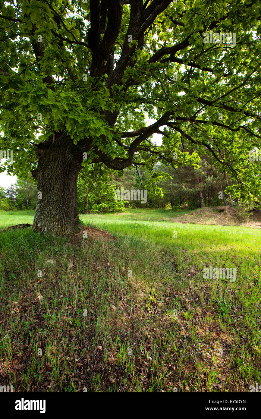 Tree green field majestic oak hi-res stock photography and images - Alamy