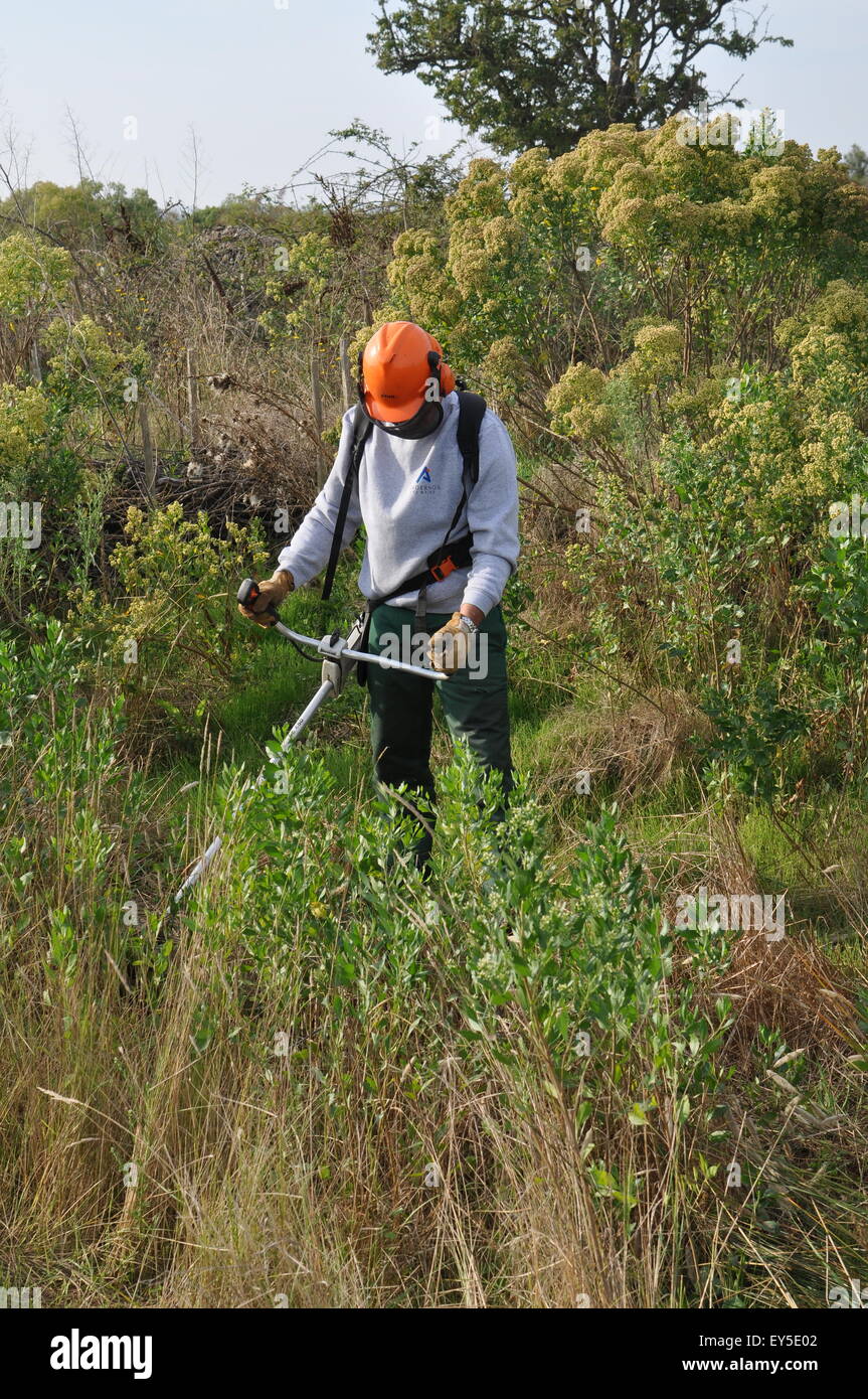 Clearing of groundsel bush with a weed-whacker Stock Photo - Alamy
