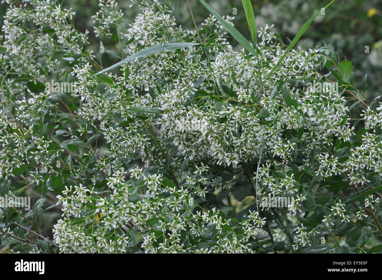 Groundsel bush inflorescence Stock Photo - Alamy