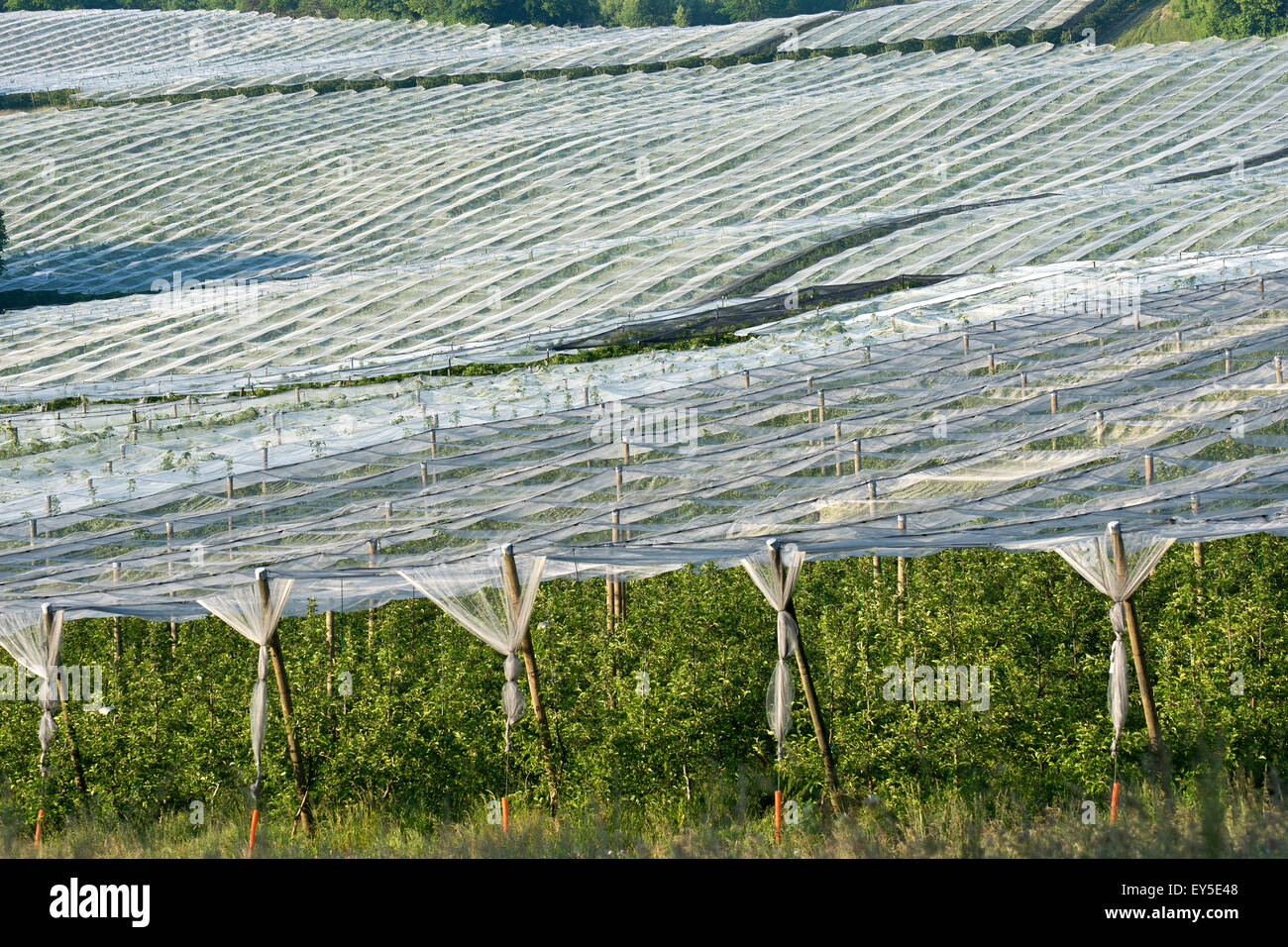 Orchard Apples with anti-hail nets and anti-codling moth Reasoned anti ...