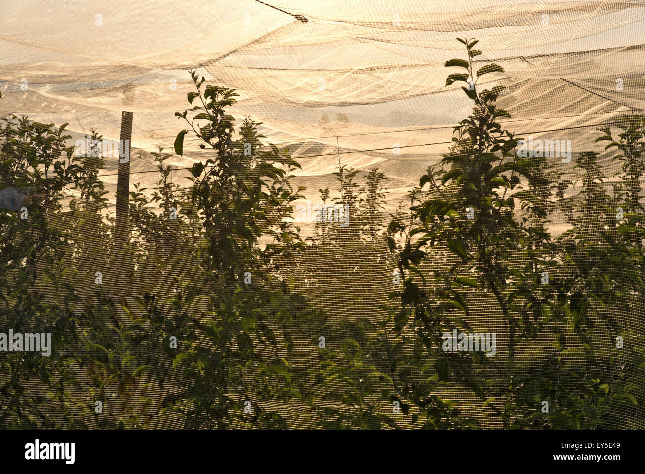 Orchard Apples with anti-hail nets and anti-codling moth Reasoned anti ...