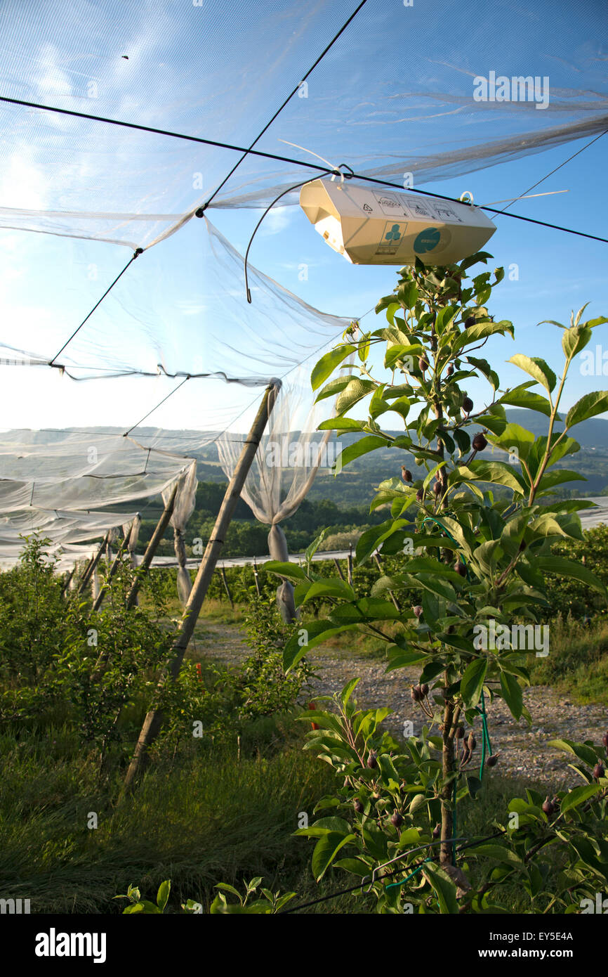 Orchard Apples with anti-hail nets and anti-codling moth Reasoned anti ...